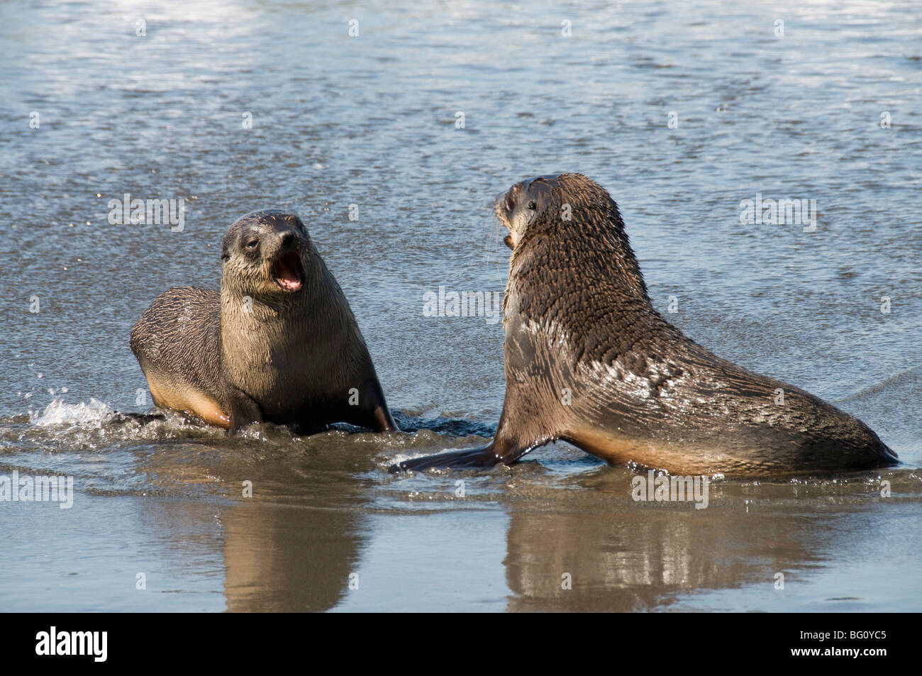 Fur seals, Moltke Harbour, Royal Bay, South Georgia, South Atlantic ...