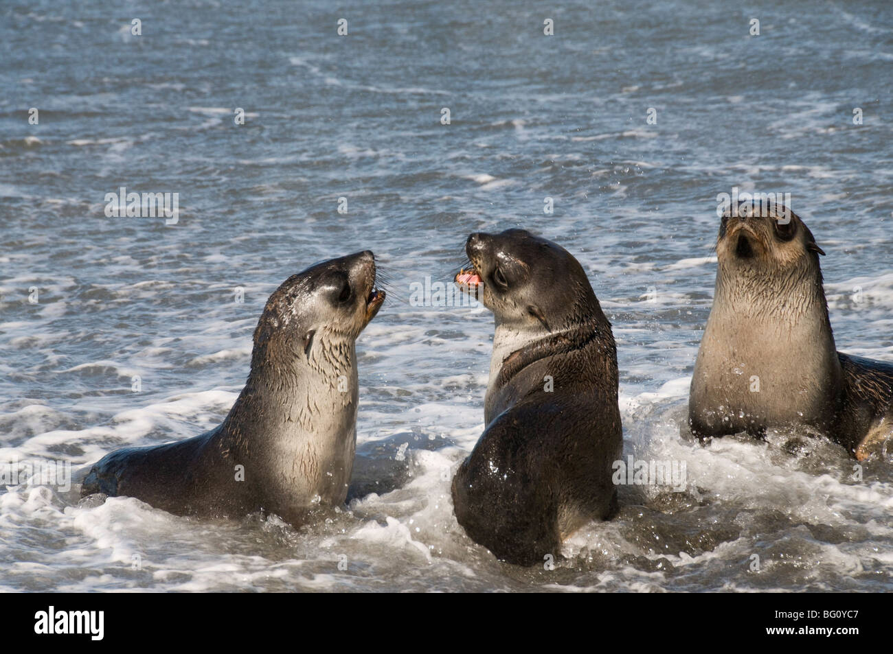 Fur seals, Moltke Harbour, Royal Bay, South Georgia, South Atlantic ...