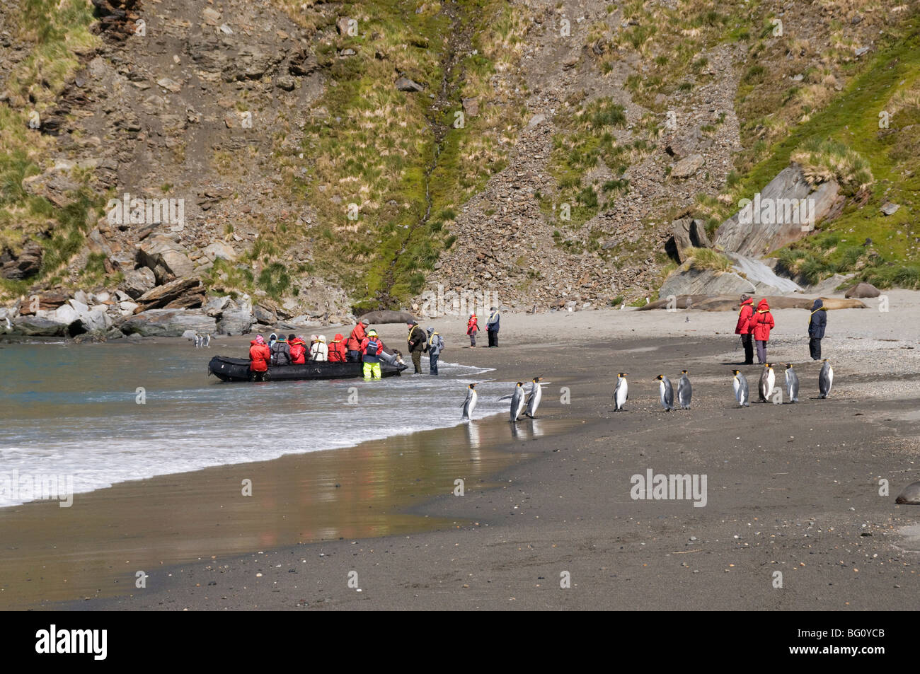 King penguins, Moltke Harbour, Royal Bay, South Georgia, South Atlantic ...