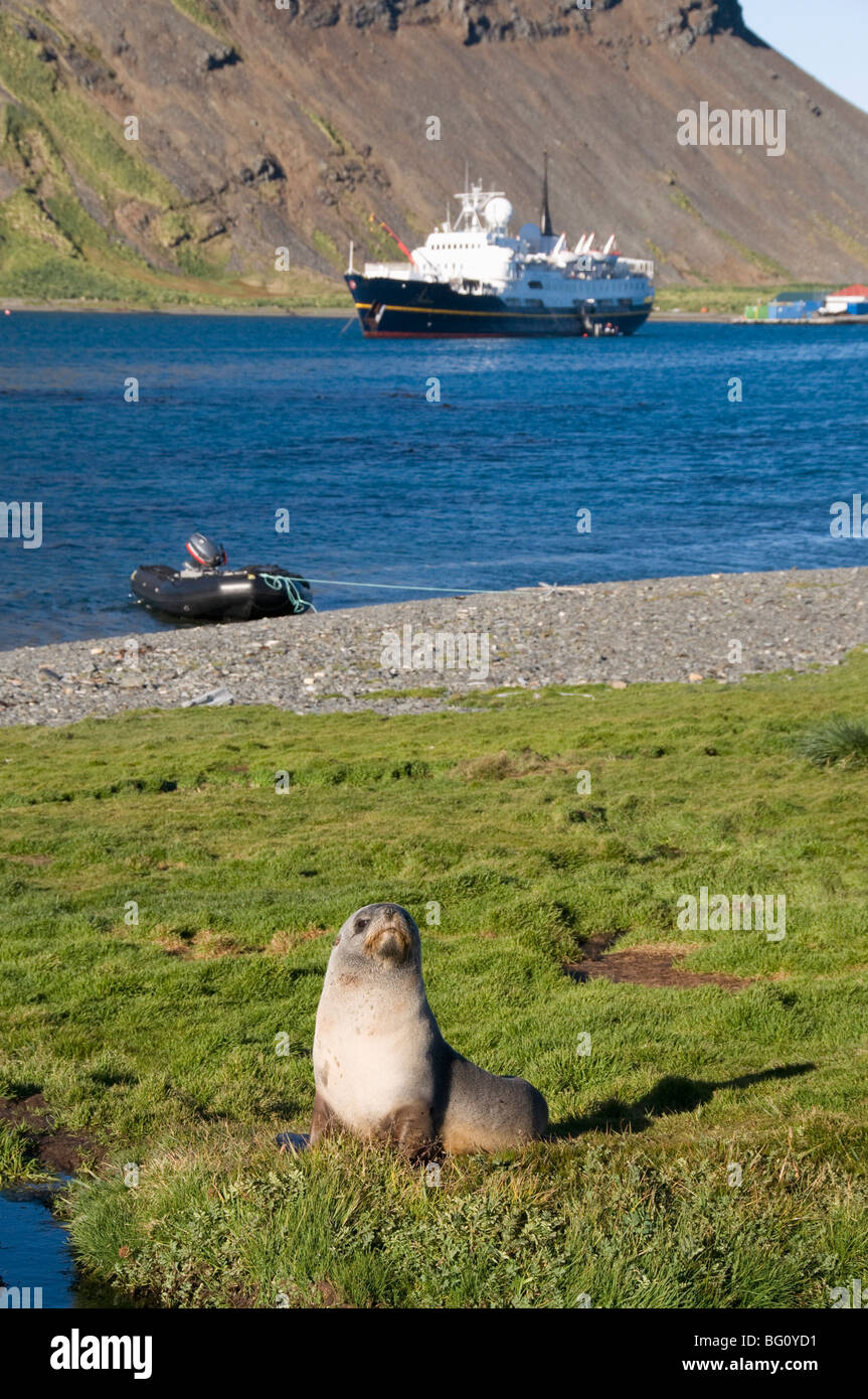 Grytviken, South Georgia, South Atlantic Stock Photo - Alamy