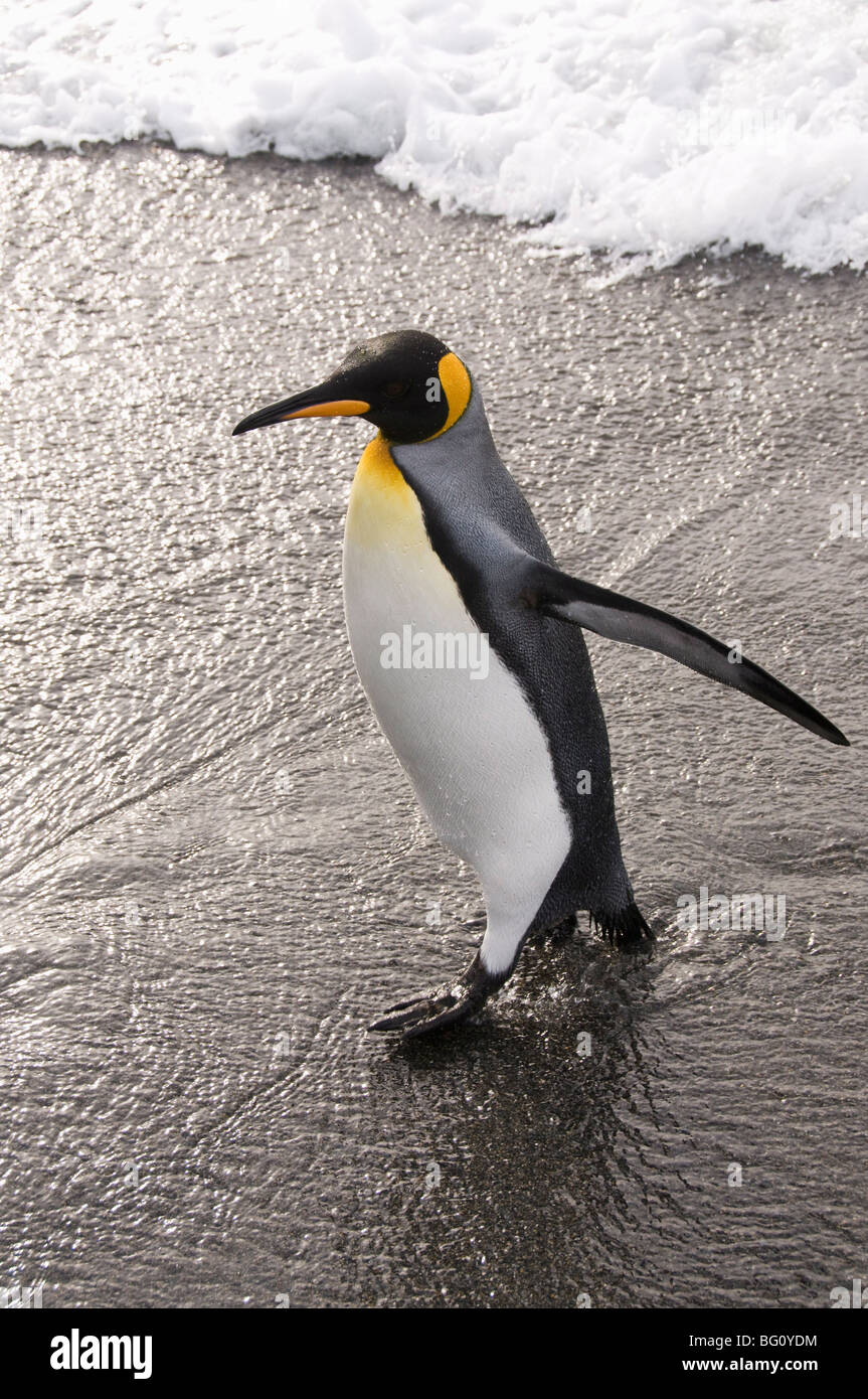 One penguin south georgia hi-res stock photography and images - Alamy