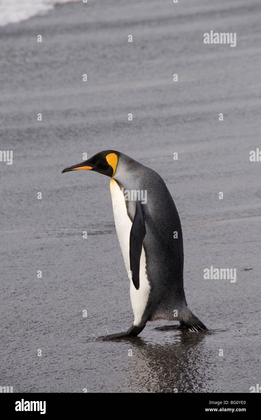 King penguin, St. Andrews Bay, South Georgia, South Atlantic Stock ...