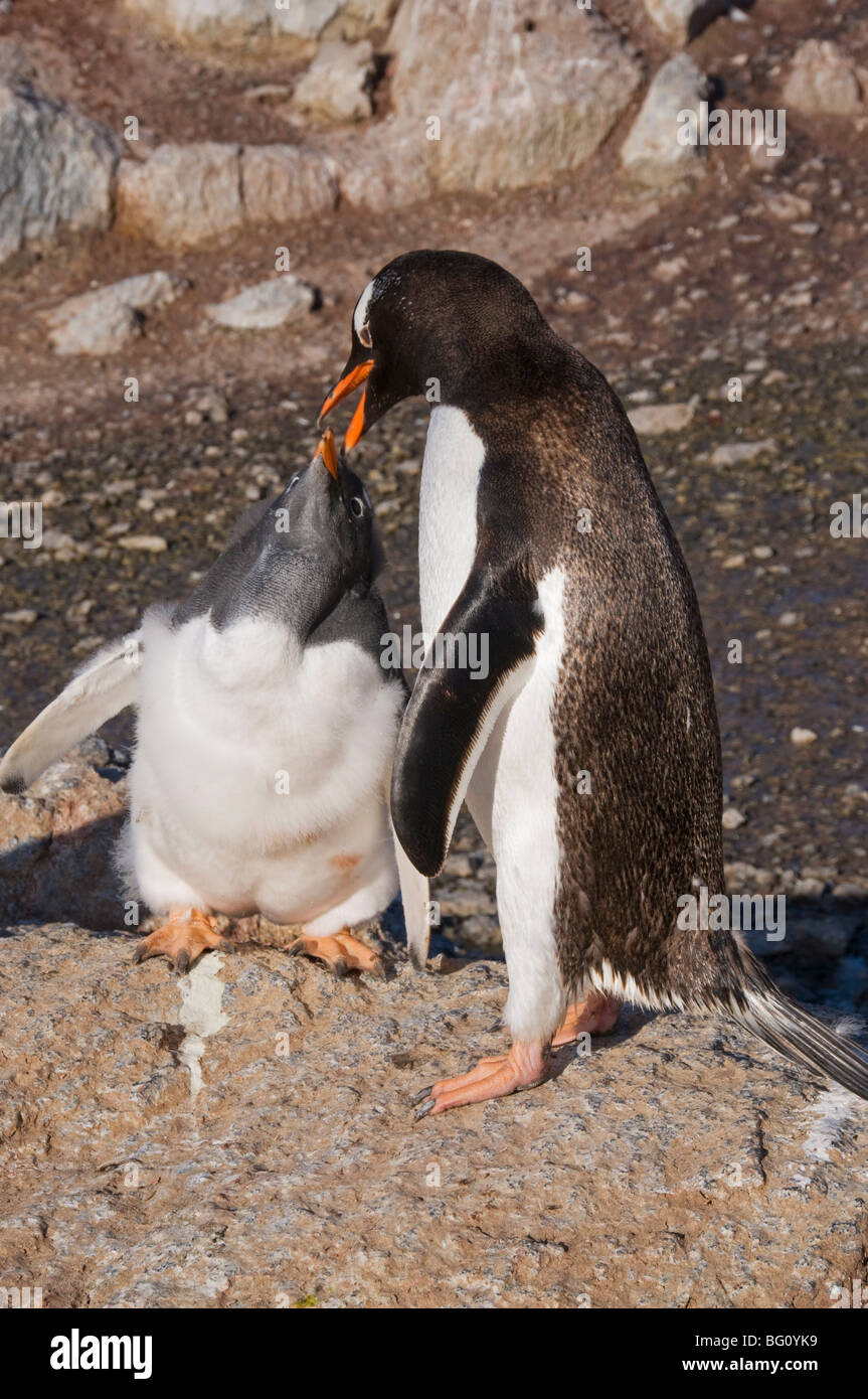Gentoo penguin feeding large chick, Gourdin Island, Antarctic Peninsula ...