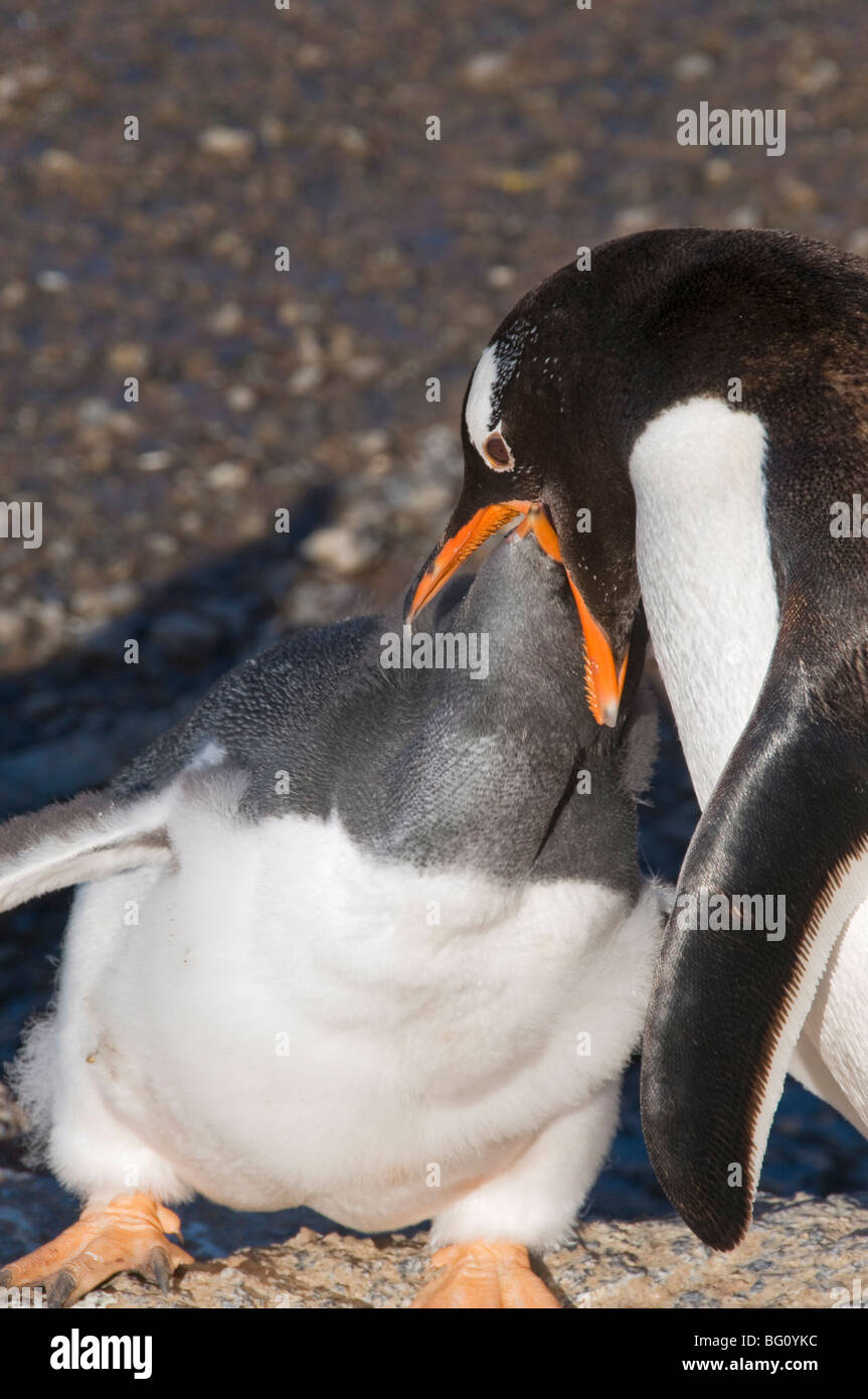 Penguin mouth close up eating hi-res stock photography and images - Alamy