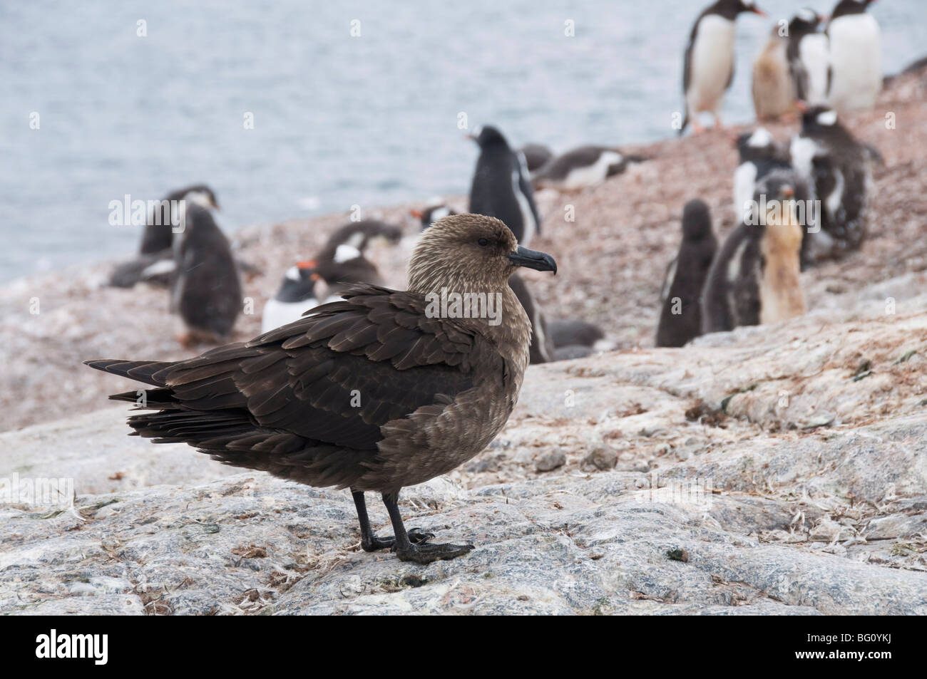 Brown skua, Cuverville Island, Antarctic Peninsula, Antarctica, Polar Regions Stock Photo - Alamy