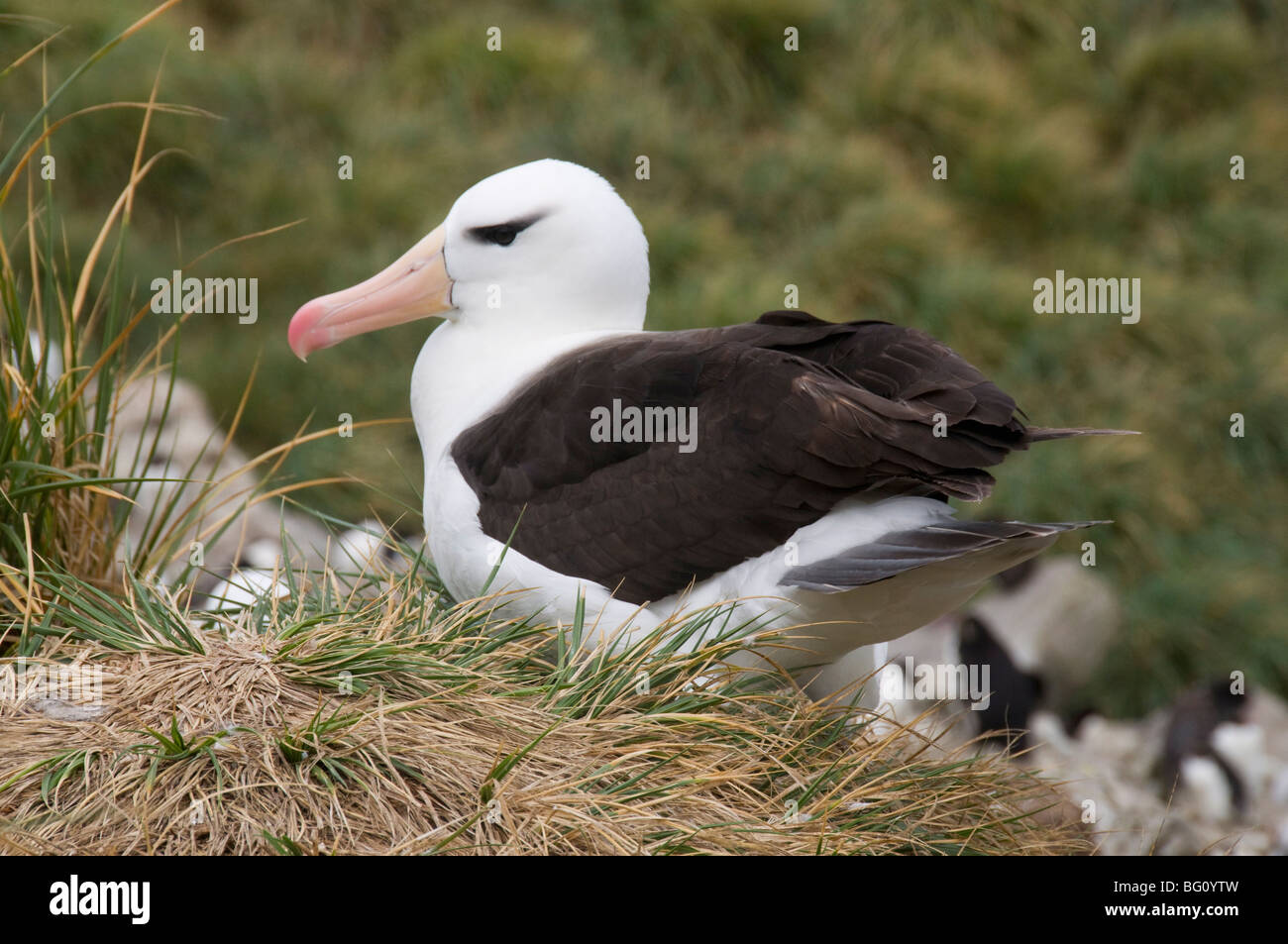 Up close side profile black browed albatross falklands hi-res stock ...