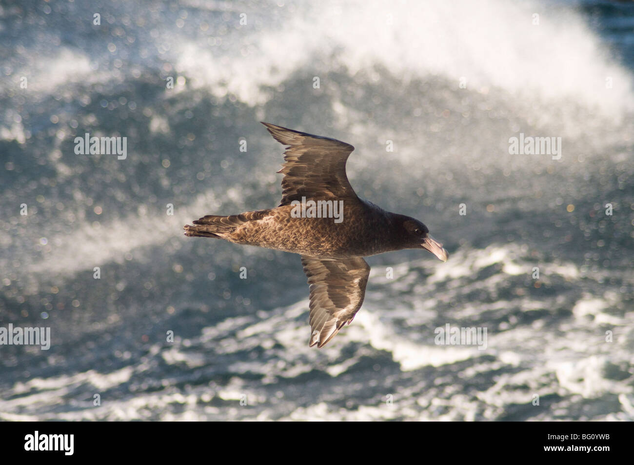 Petrel hi-res stock photography and images - Alamy