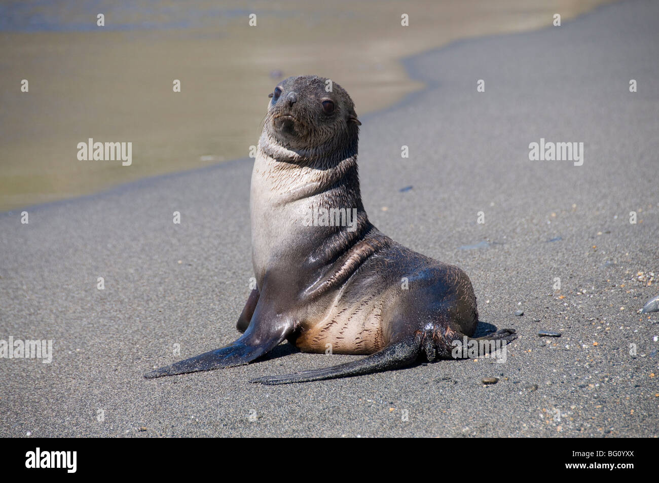 Fur seals, Moltke Harbour, Royal Bay, South Georgia, South Atlantic ...