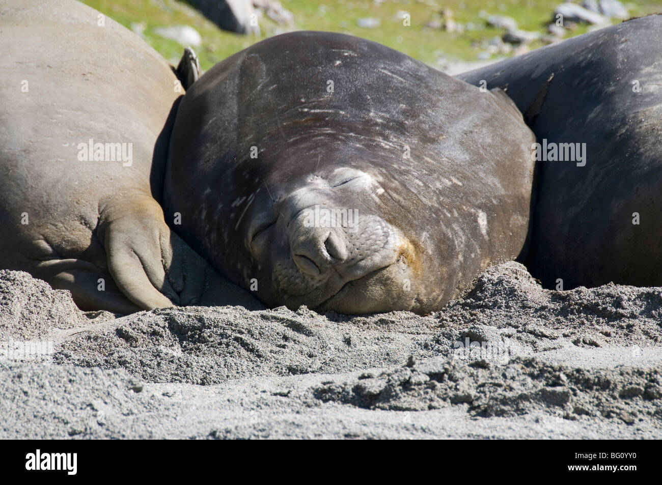 Elephant seals, Moltke Harbour, Royal Bay, South Georgia, South ...