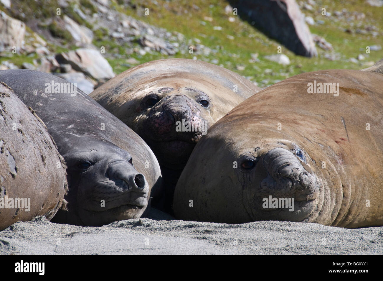 Elephant seals, Moltke Harbour, Royal Bay, South Georgia, South ...