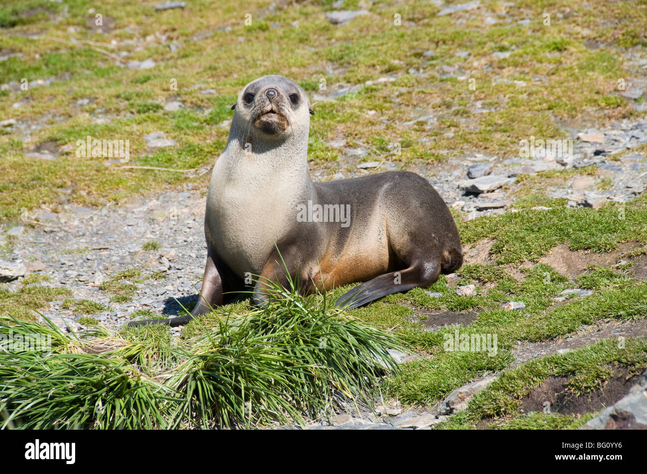 Fur seals, Moltke Harbour, Royal Bay, South Georgia, South Atlantic ...