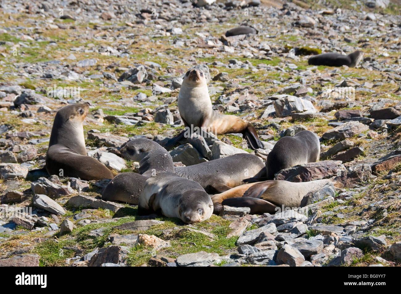 Fur seals, Moltke Harbour, Royal Bay, South Georgia, South Atlantic ...