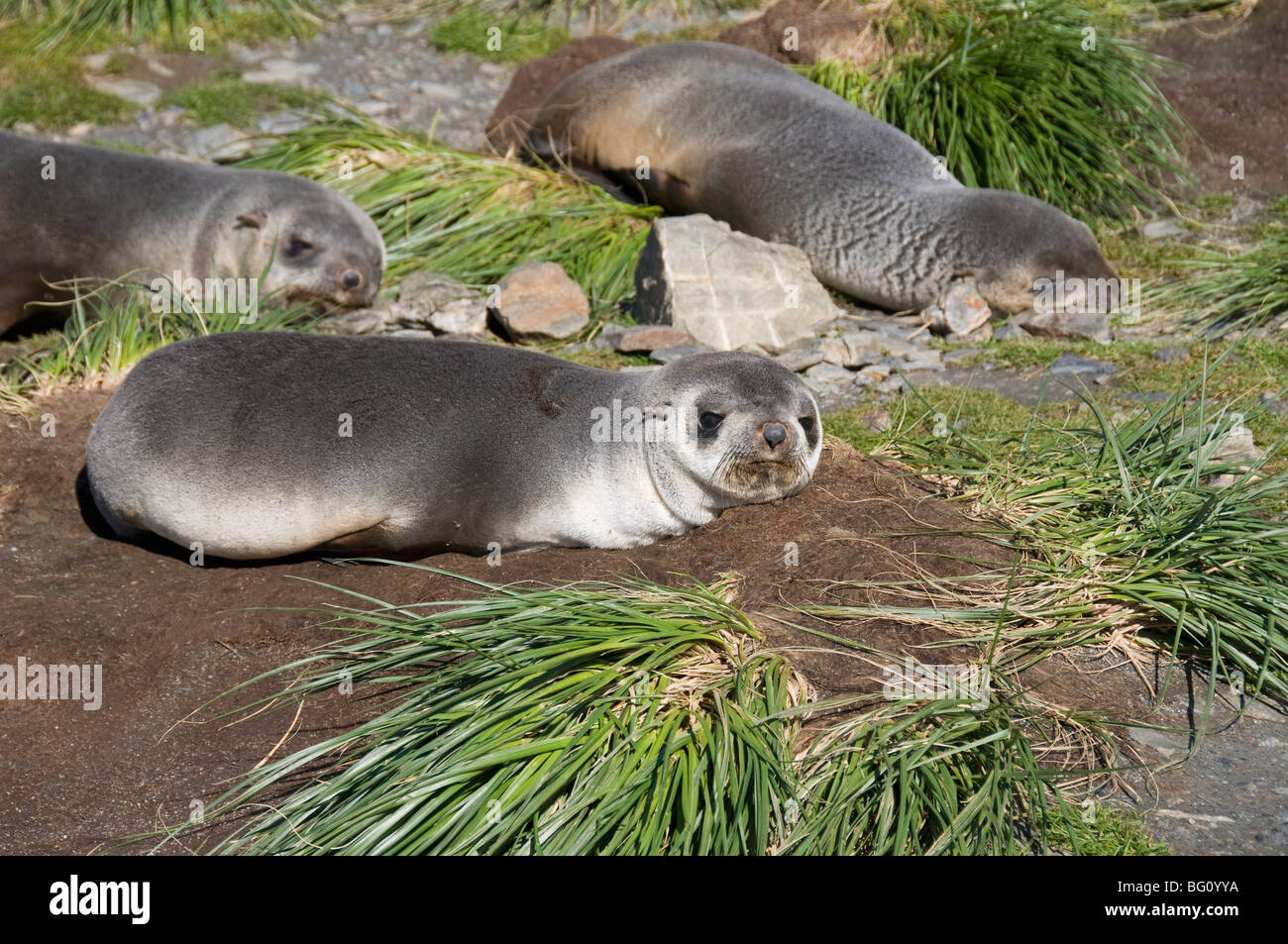 Fur seals, Moltke Harbour, Royal Bay, South Georgia, South Atlantic ...