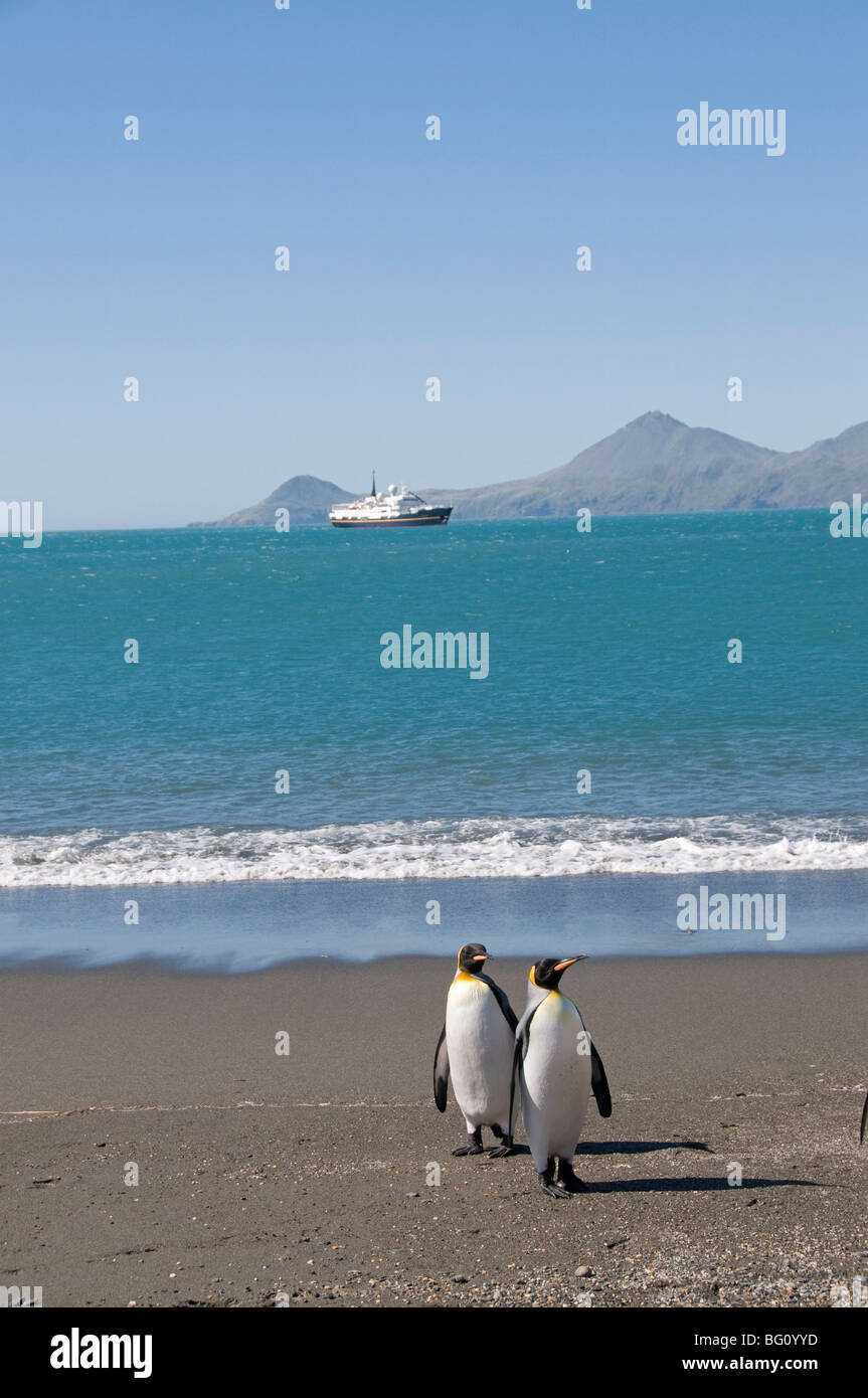 King penguins, Moltke Harbour, Royal Bay, South Georgia, South Atlantic ...