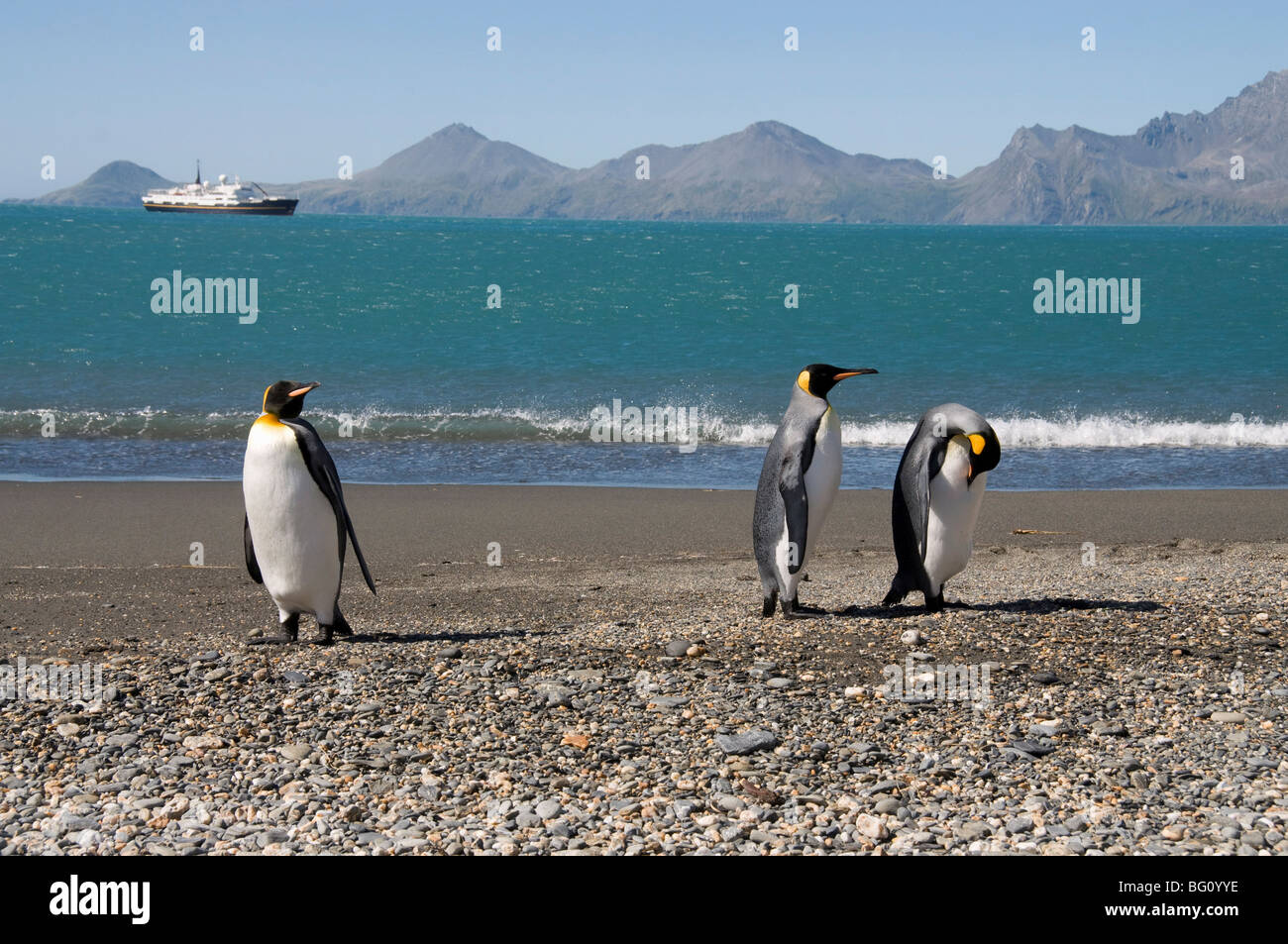 King penguins, Moltke Harbour, Royal Bay, South Georgia, South Atlantic ...