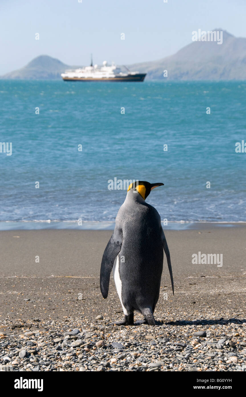King penguin, Moltke Harbour, Royal Bay, South Georgia, South Atlantic ...