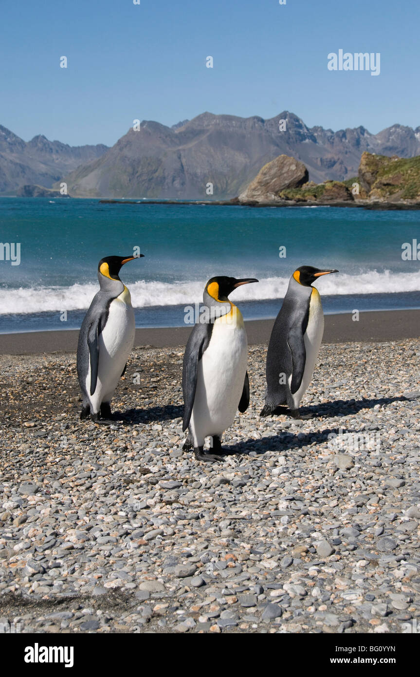 King penguins, Moltke Harbour, Royal Bay, South Georgia, South Atlantic ...