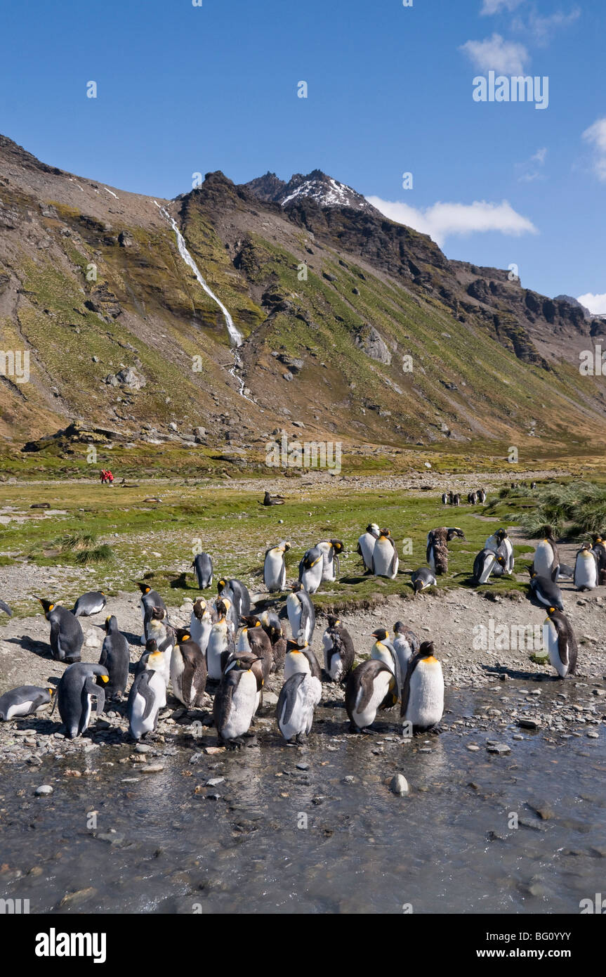 King penguins, Moltke Harbour, Royal Bay, South Georgia, South Atlantic ...