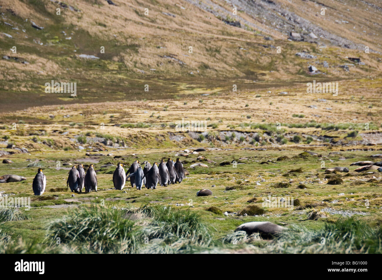 King penguins, Moltke Harbour, Royal Bay, South Georgia, South Atlantic ...