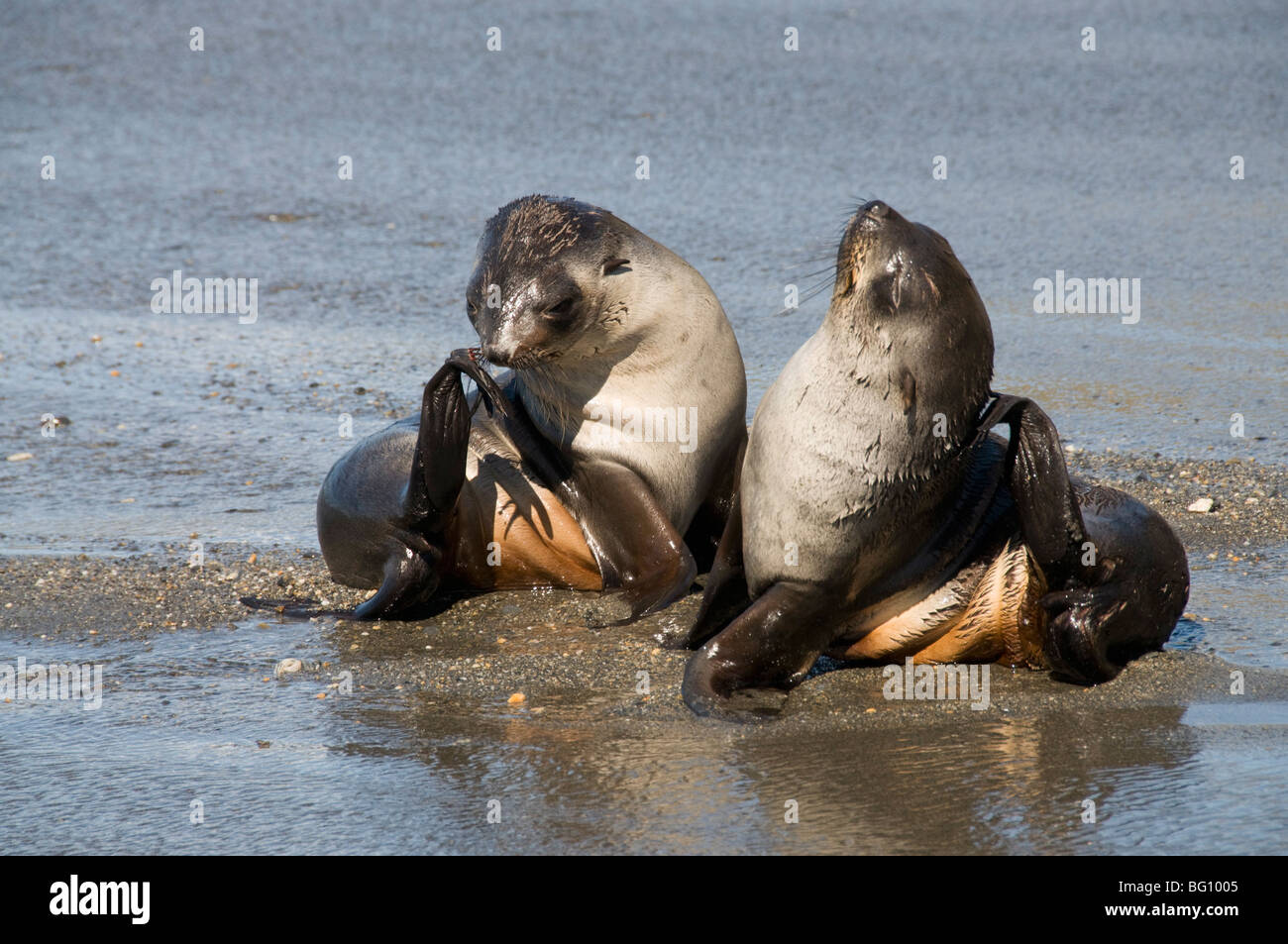 Fur seals, Moltke Harbour, Royal Bay, South Georgia, South Atlantic ...