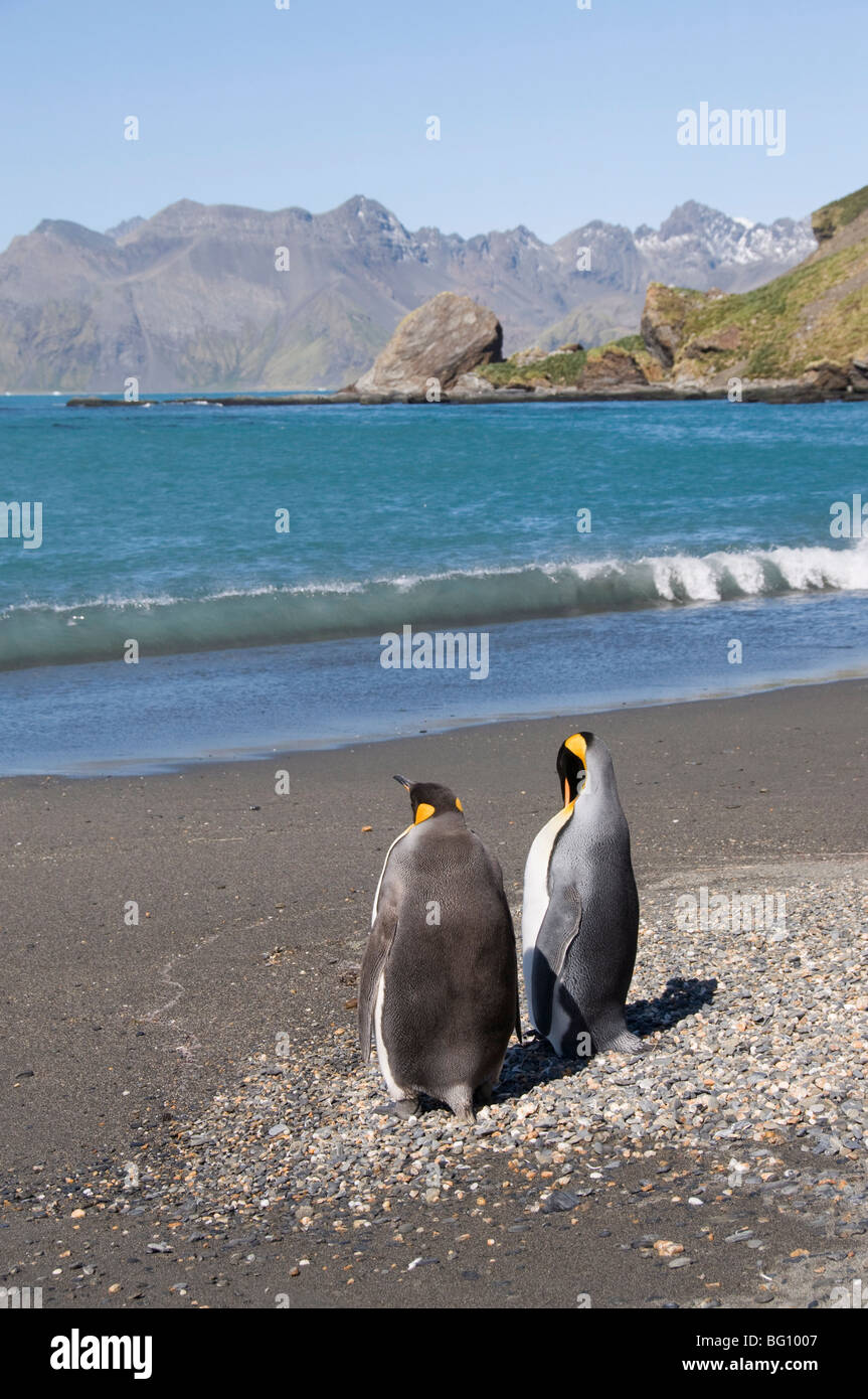 King penguins, Moltke Harbour, Royal Bay, South Georgia, South Atlantic ...