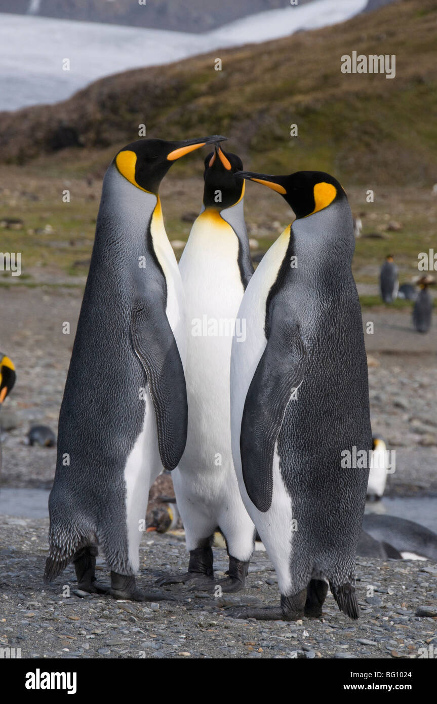 King penguins, St. Andrews Bay, South Georgia, South Atlantic Stock ...
