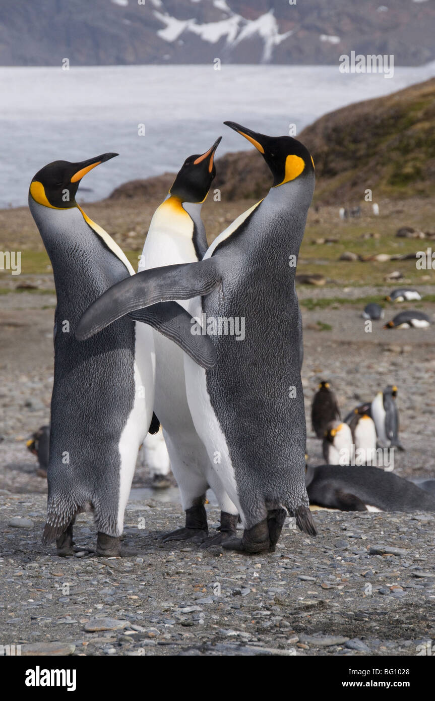 Baby Penguins Hugging