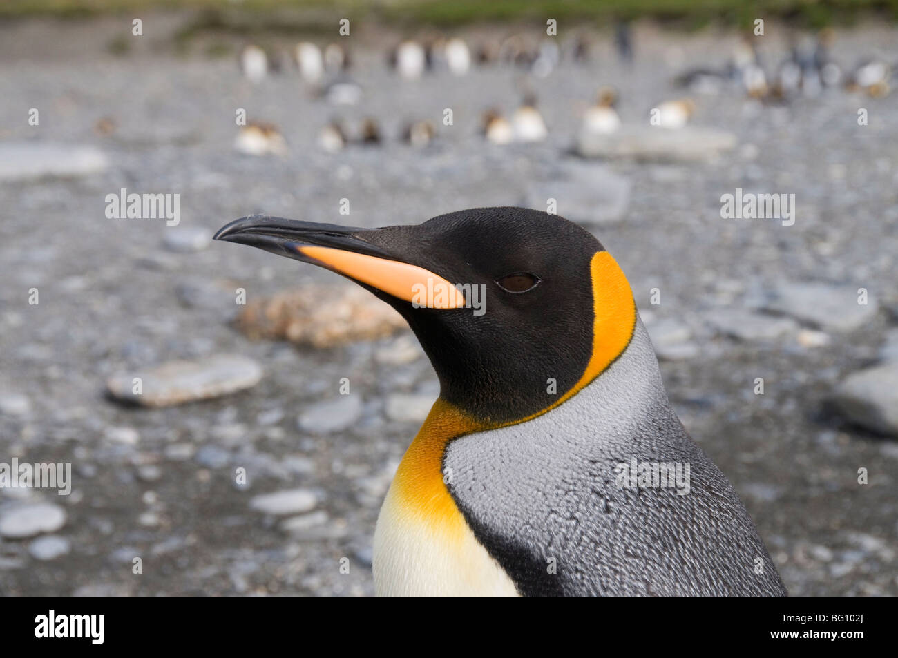 King penguin, St. Andrews Bay, South Georgia, South Atlantic Stock ...