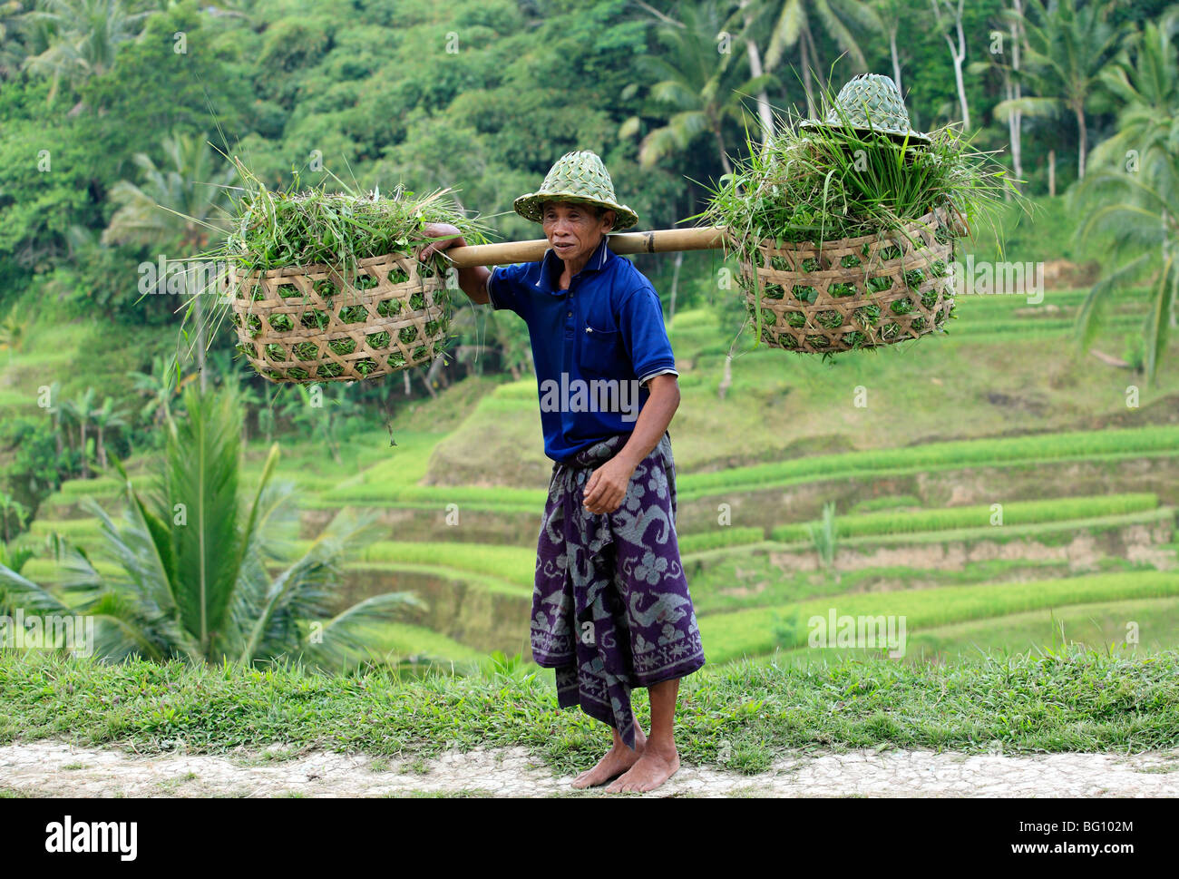 Balinese rice worker with baskets of weeds from the rice terraces ...
