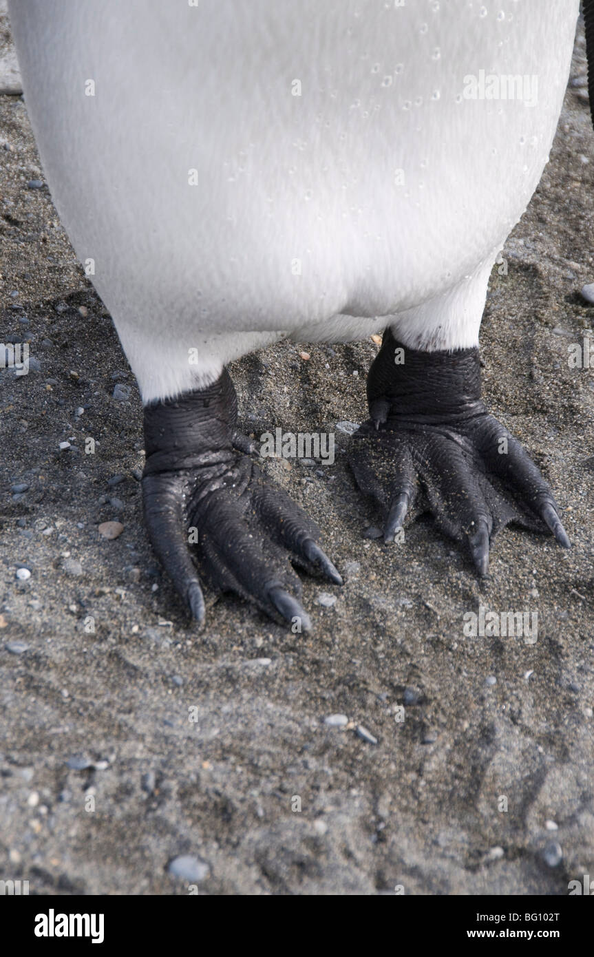 King penguin's feet, St. Andrews Bay, South Georgia, South Atlantic ...