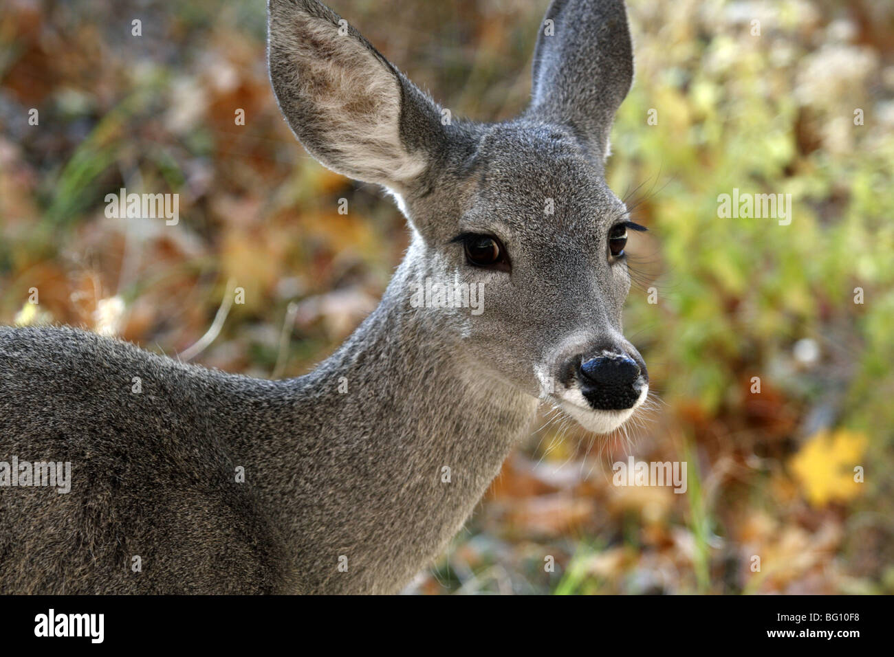 Coues white-tailed doe (Odocoileus virginianus couesi), Southern ...