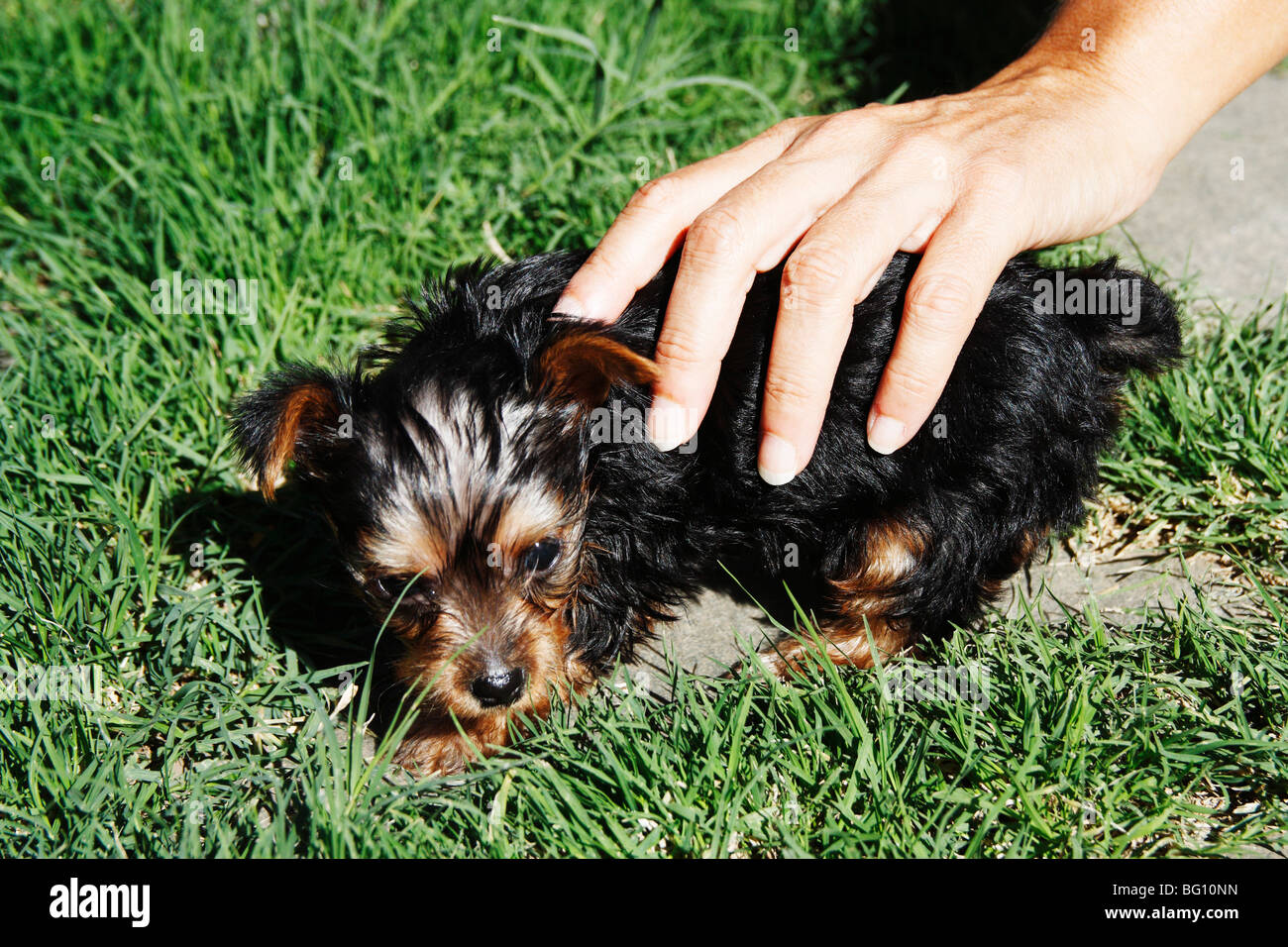 Woman stroking four week old Yorkshire Terrier pup Stock Photo - Alamy