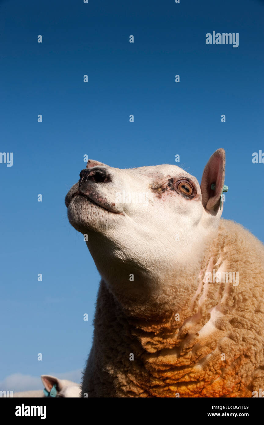 Beltex Ram High Resolution Stock Photography and Images - Alamy