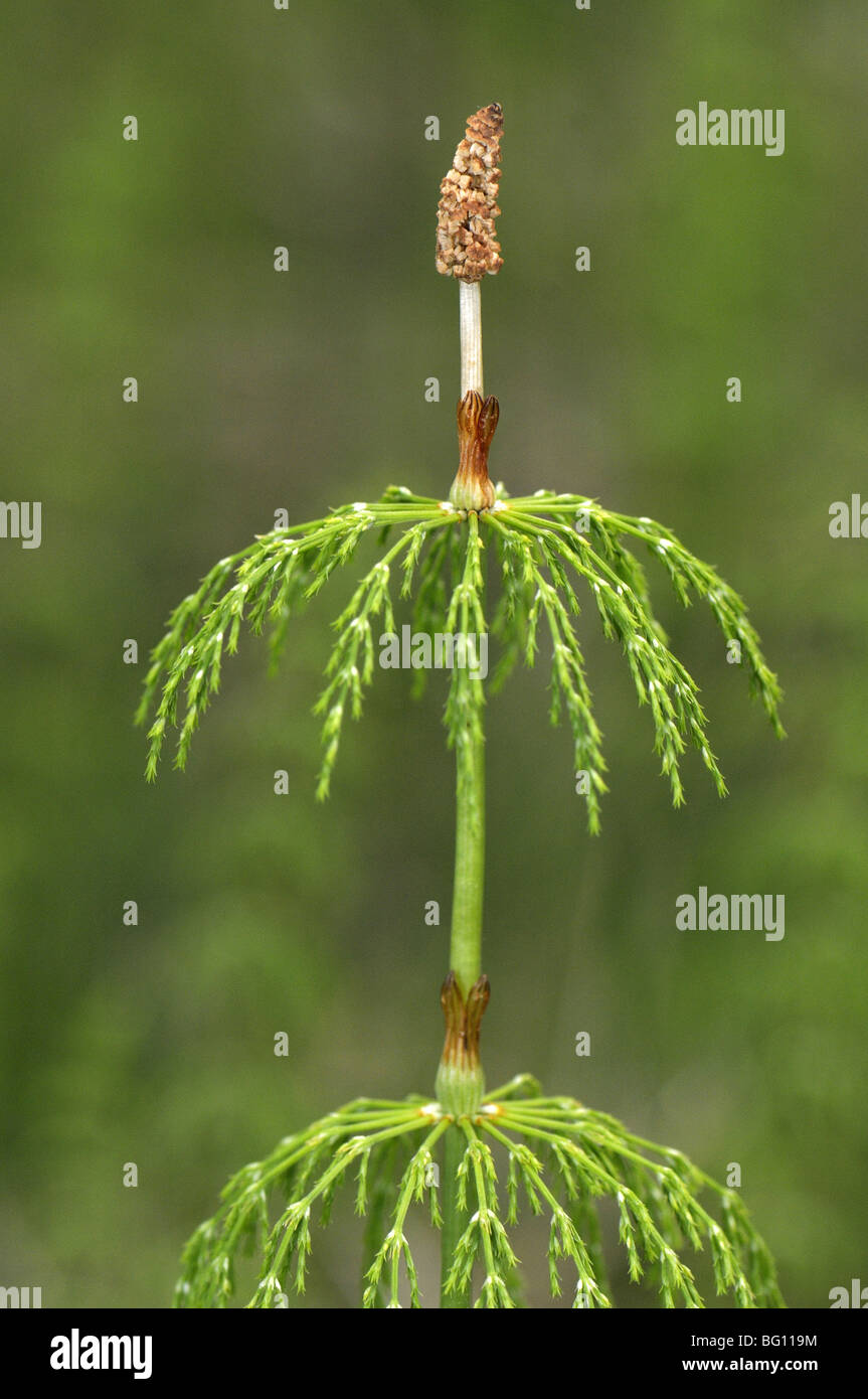 Horsetail equisetum sylvaticum hi-res stock photography and images - Alamy