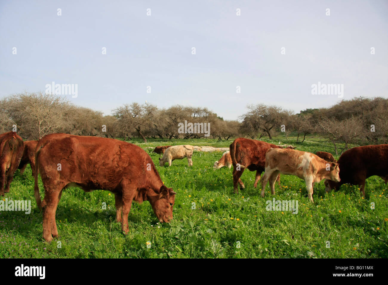 Acacia valley hi-res stock photography and images - Alamy