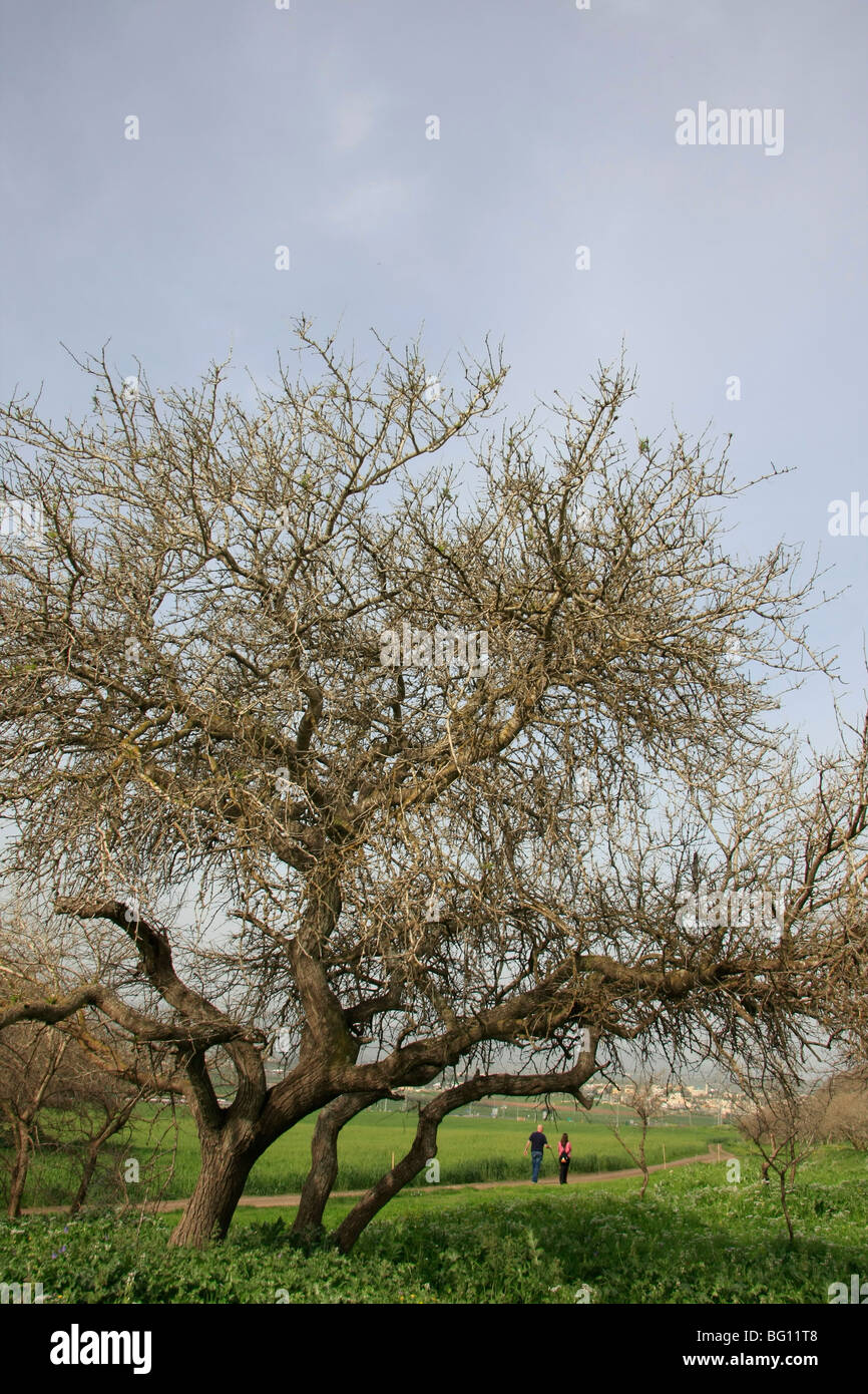 Israel, Acacia Albida trees by Tel Shimron on the borderline of Jezreel ...