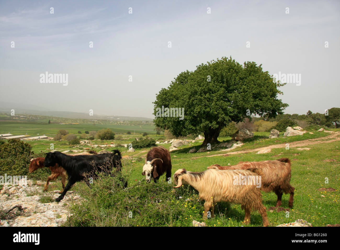 Carob tree ceratonia siliqua hi-res stock photography and images - Alamy