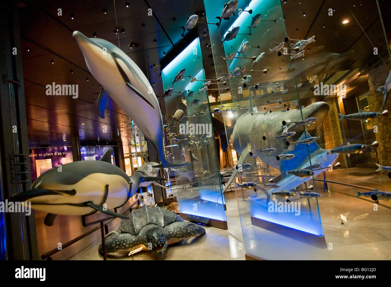 THE LARGE GALLERY OF THE EVOLUTION TO THE MUSEUM OF NATURAL HISTORY ...