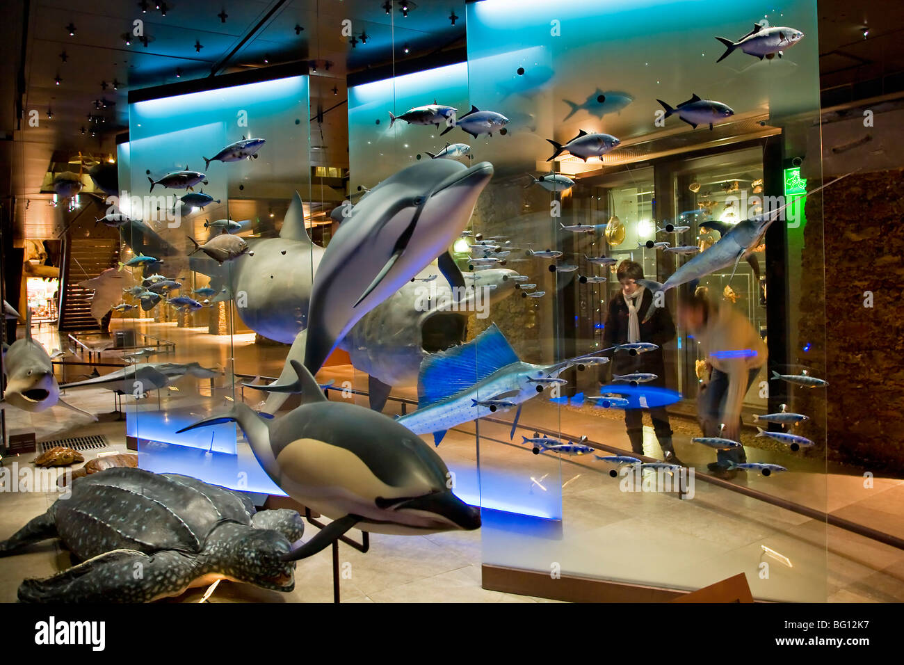 Zoology gallery hi-res stock photography and images - Alamy