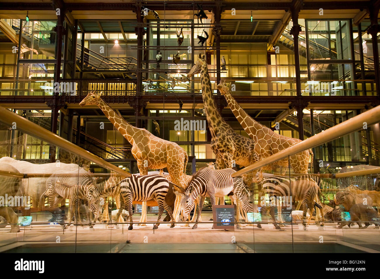 THE LARGE GALLERY OF THE EVOLUTION TO THE MUSEUM OF NATURAL HISTORY ...