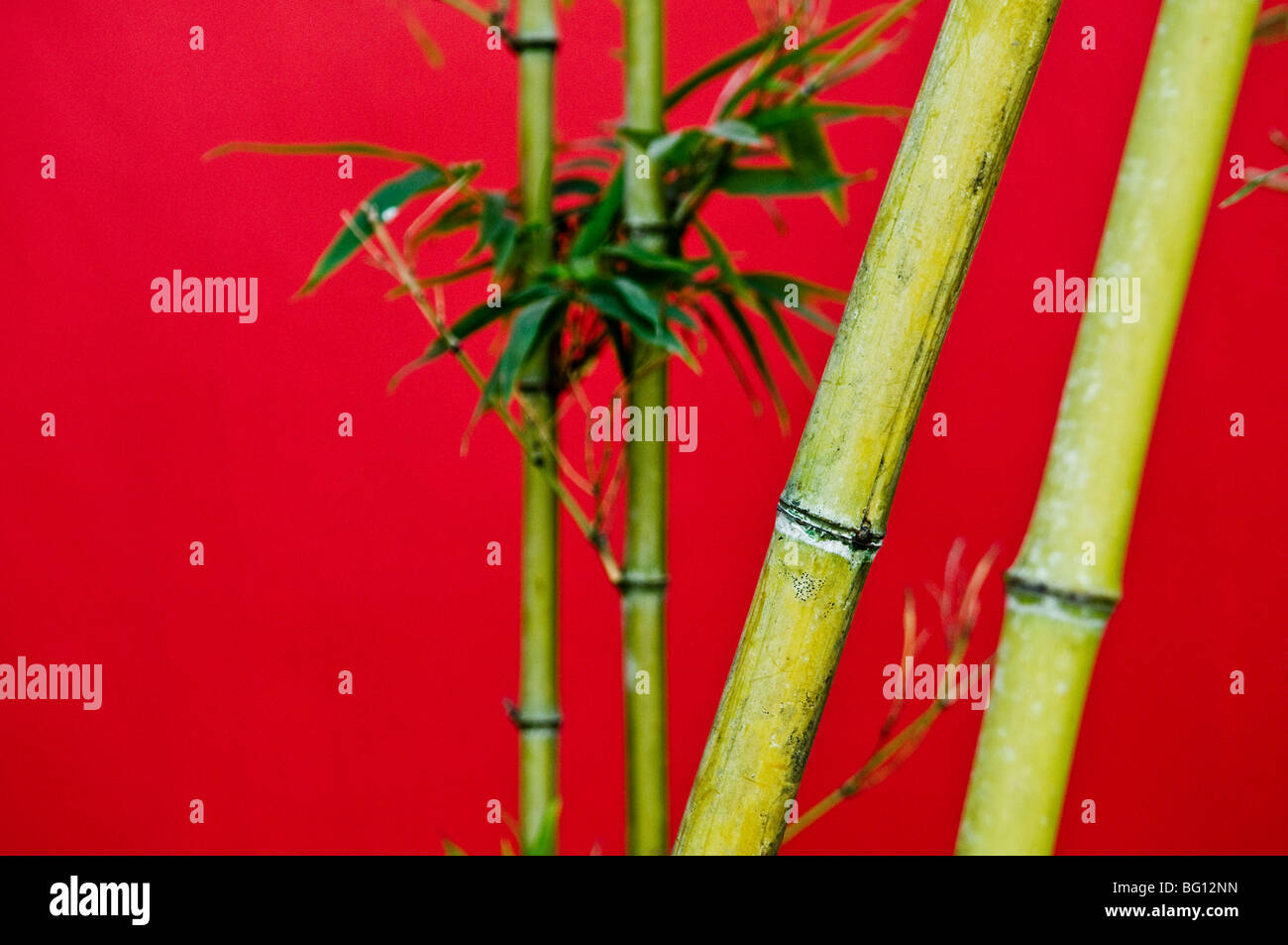 Bamboo with a red background Stock Photo - Alamy