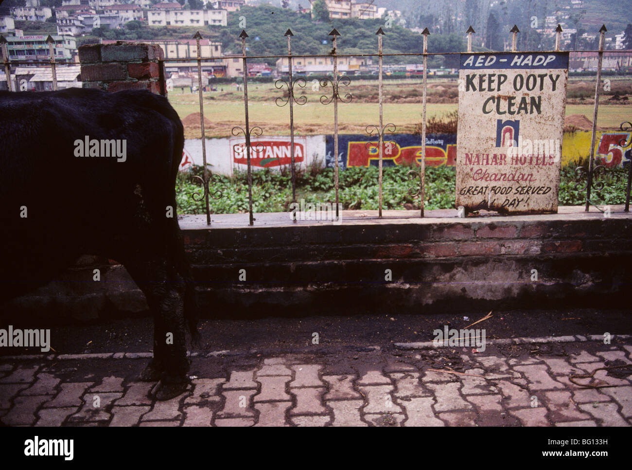 A cow and a Keep Ooty Clean sign in Ooty, India Stock Photo - Alamy