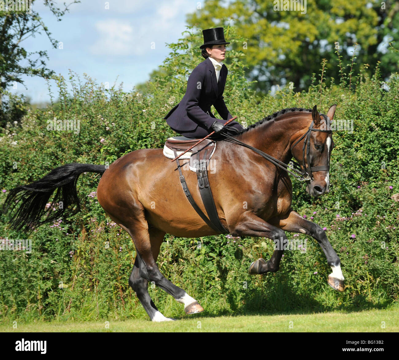 side saddle lady, galloping her show hunter Stock Photo - Alamy