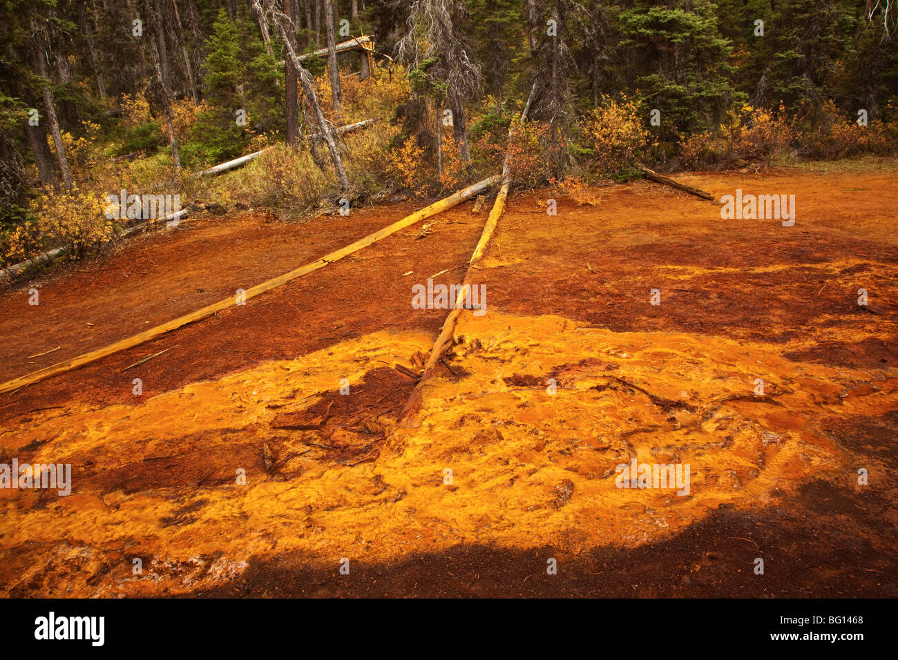 The incredible ochre colours in the soil in the Paint pots in Yoho ...