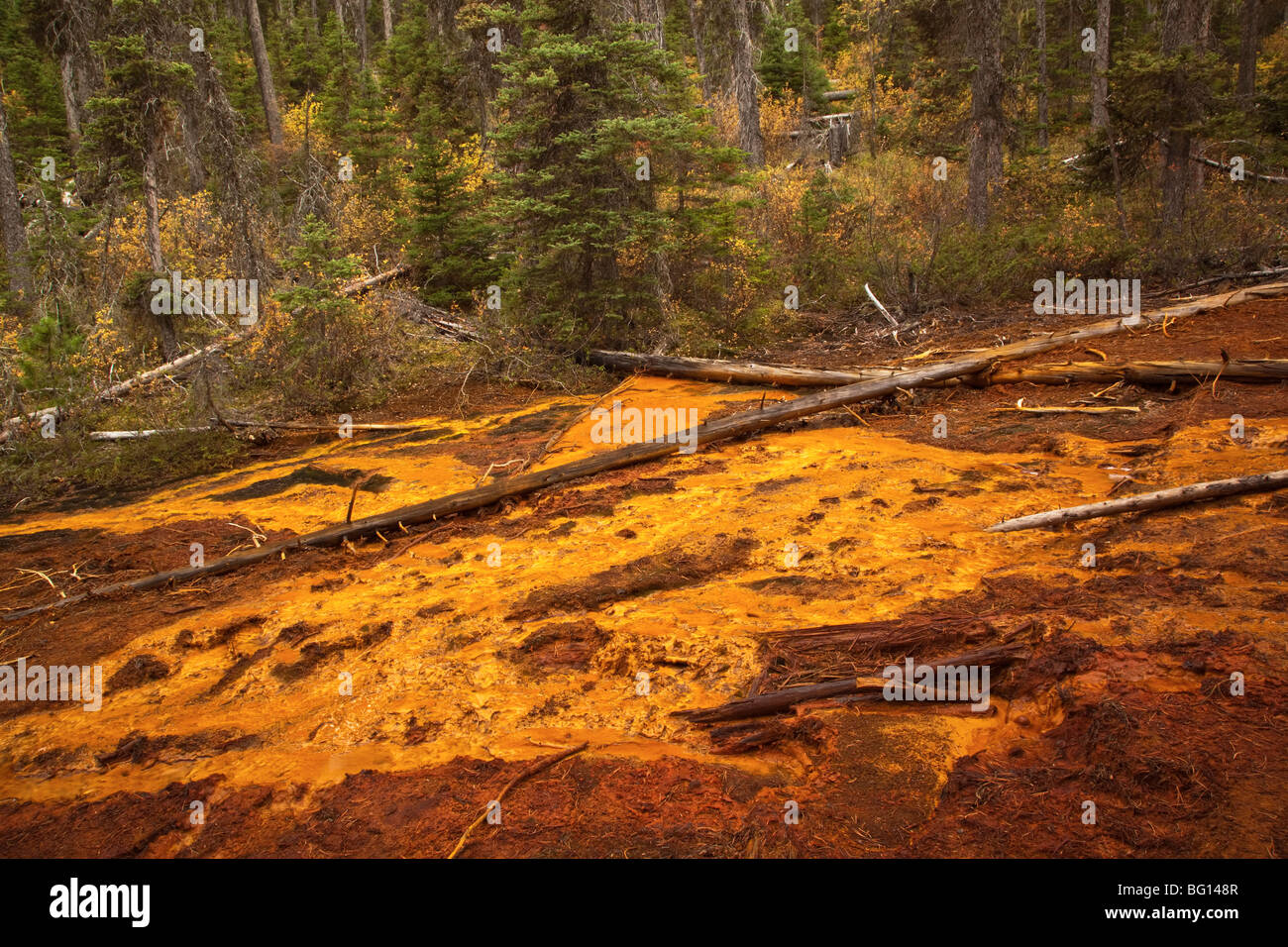 The incredible ochre colours in the soil in the Paint pots in Yoho ...