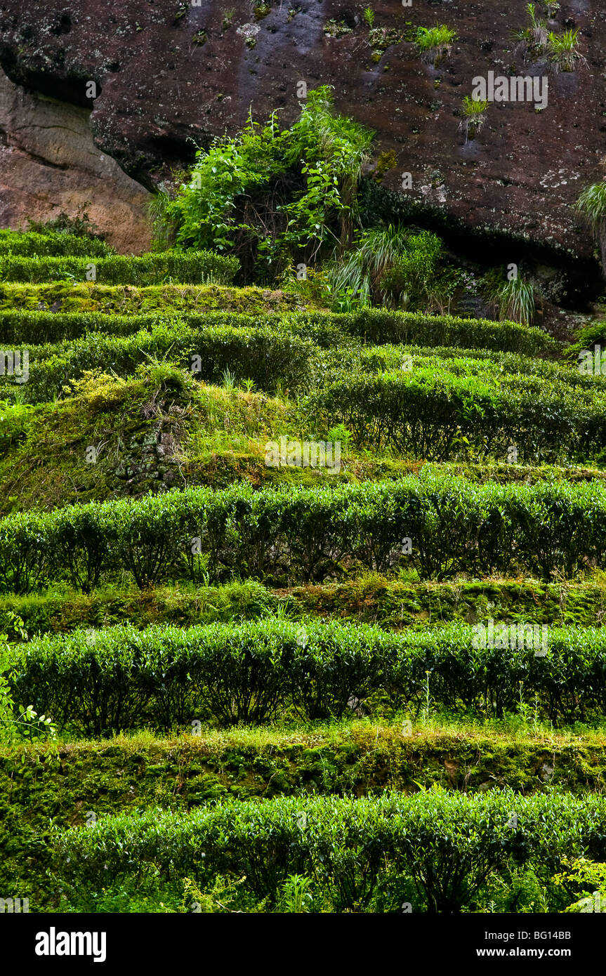 Fujian province tea plantation hi-res stock photography and images - Alamy