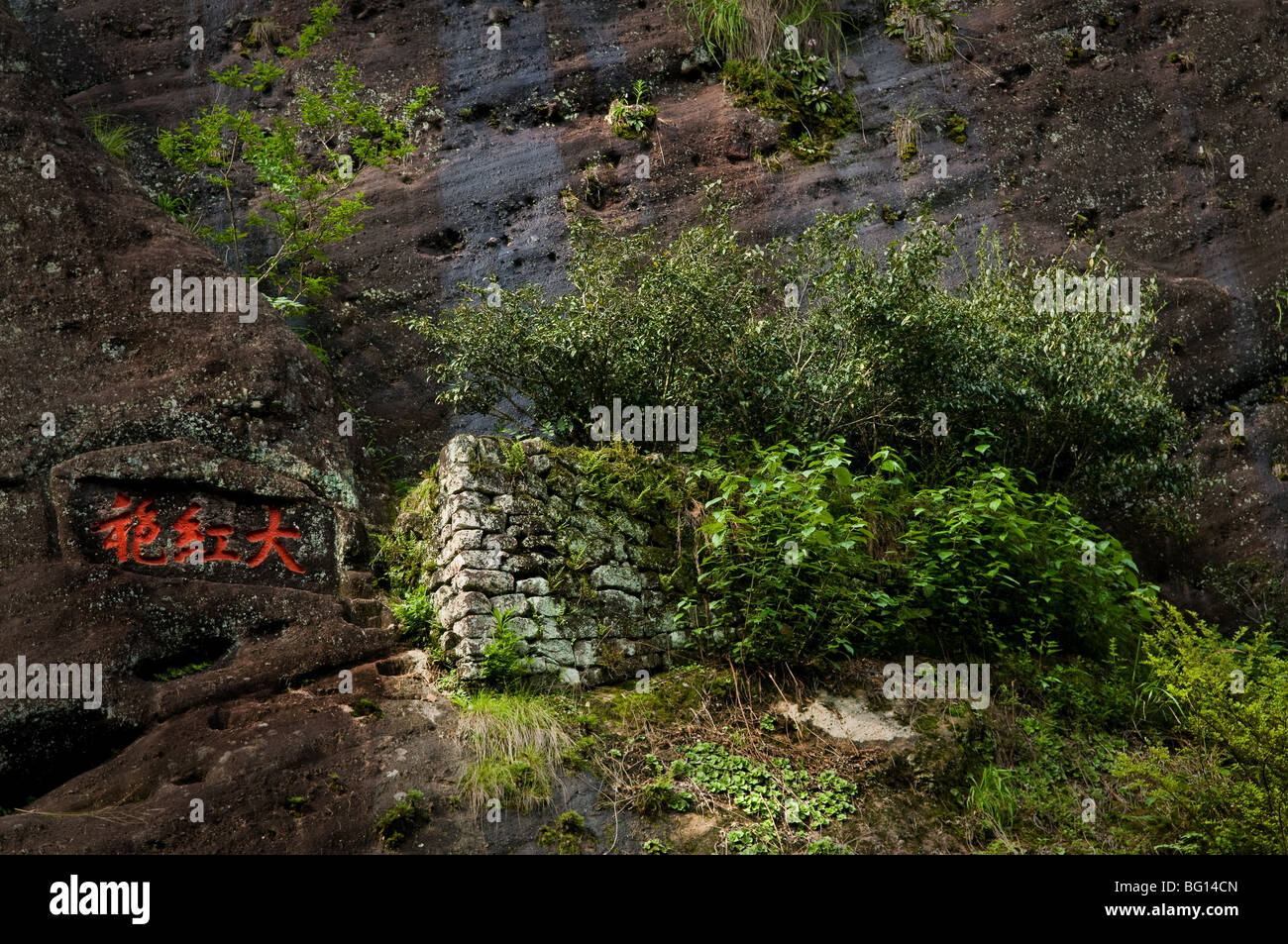 Da Hong Pao (Red Robe) bushes on Mount Wuyi, Fujian Province, china ...