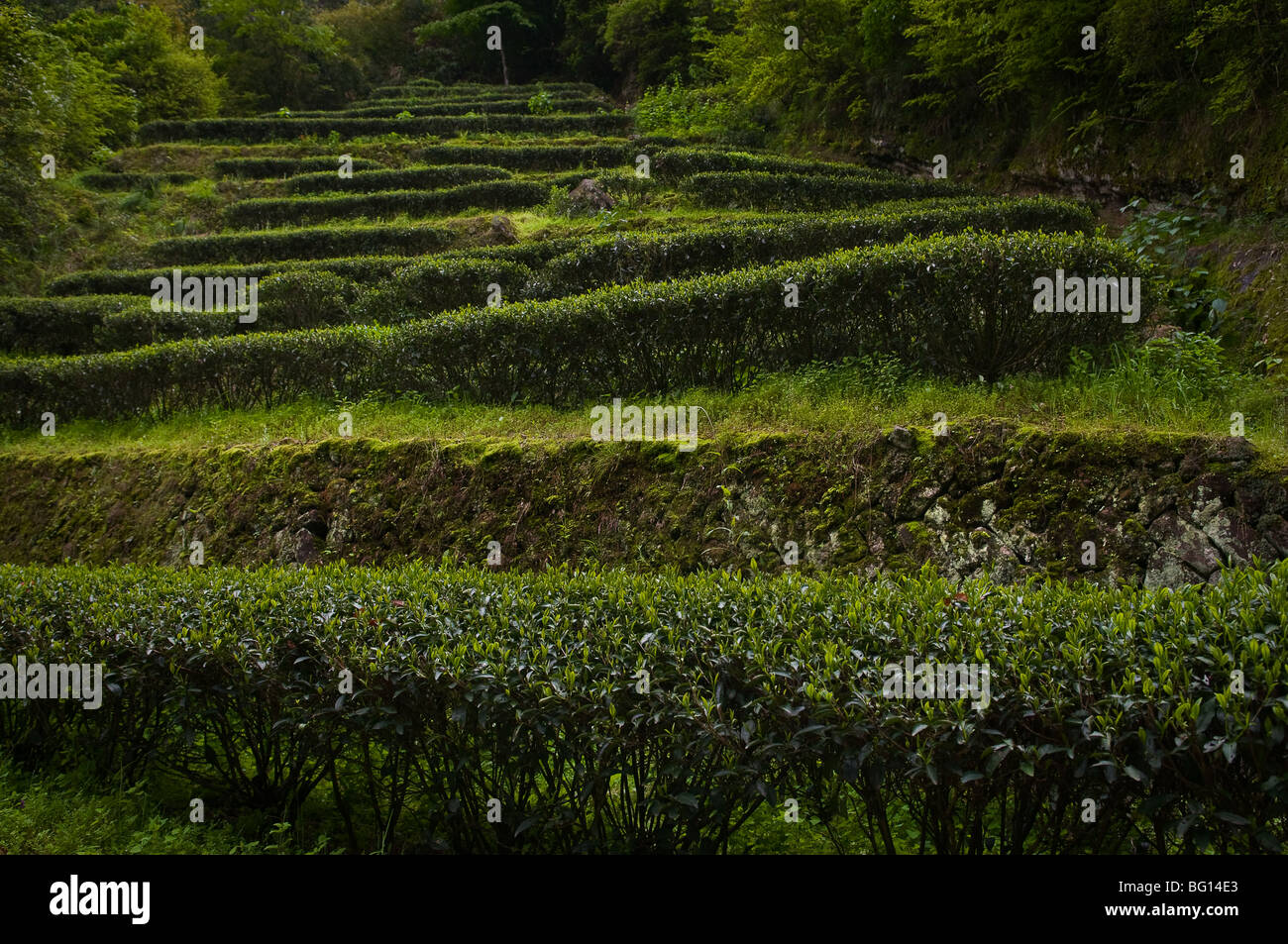 Fujian province tea plantation hi-res stock photography and images - Alamy