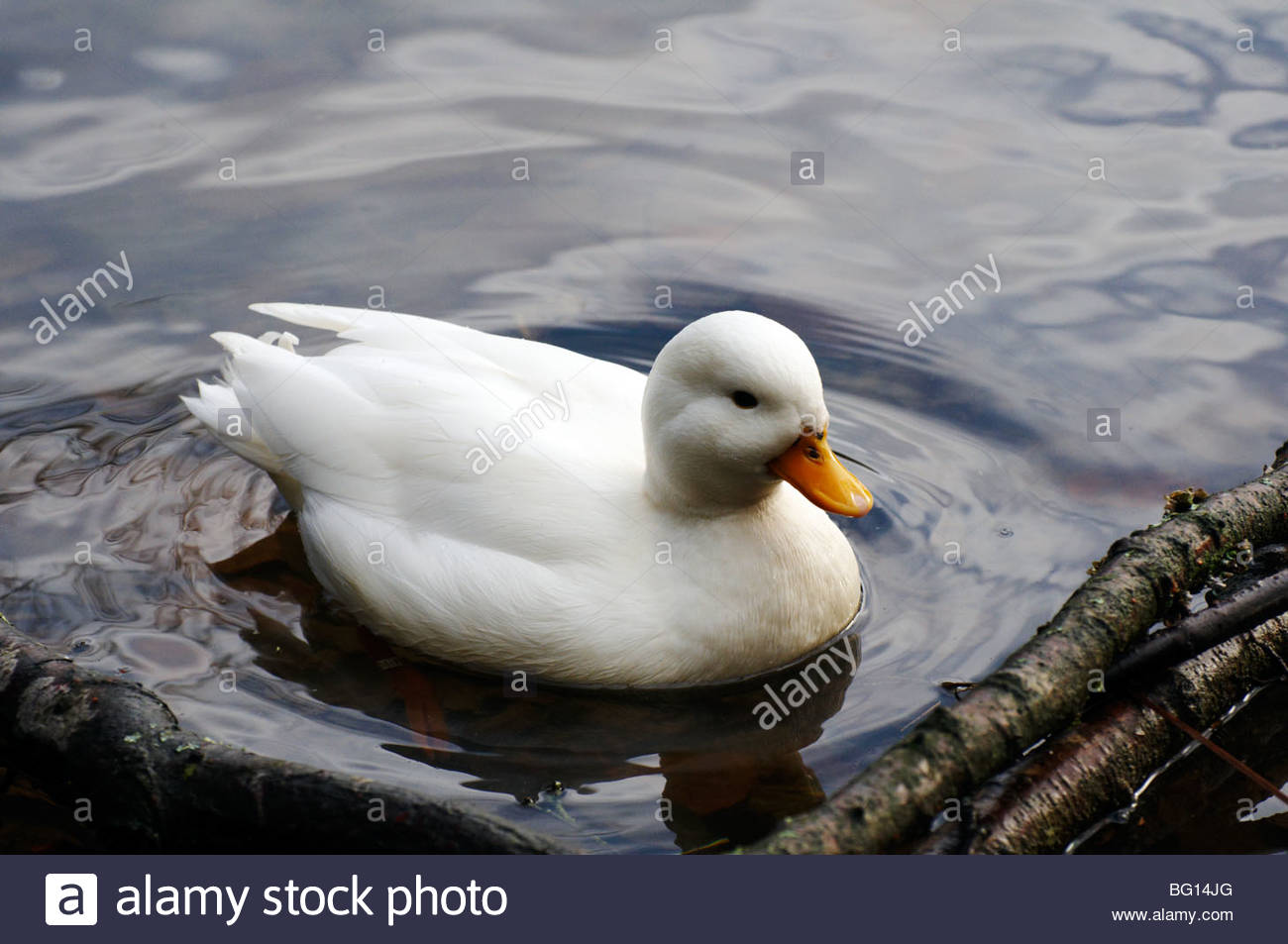 Bantam Duck High Resolution Stock Photography and Images - Alamy