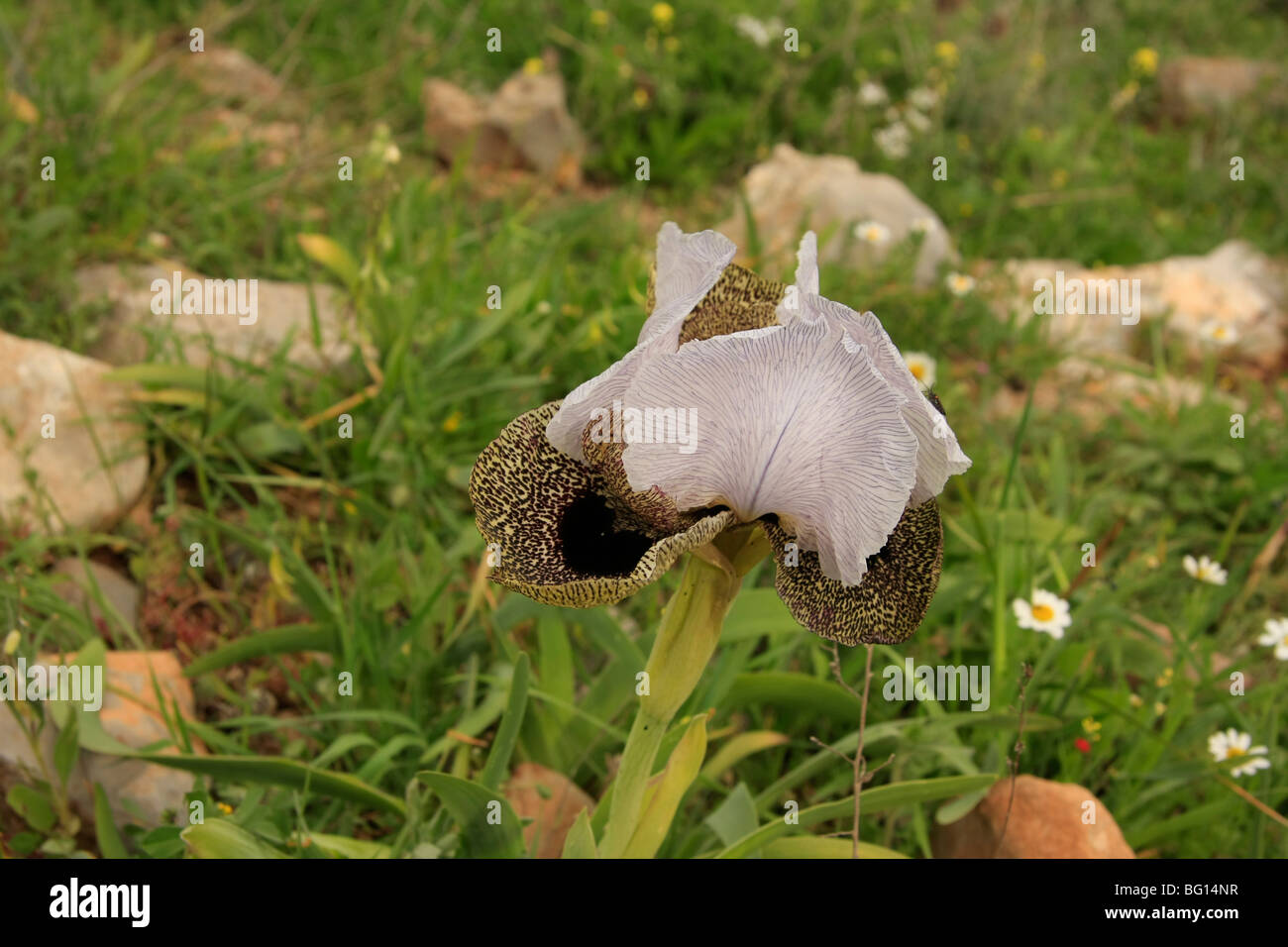 Israel, Nazareth Iris in Givat Hamore Stock Photo - Alamy
